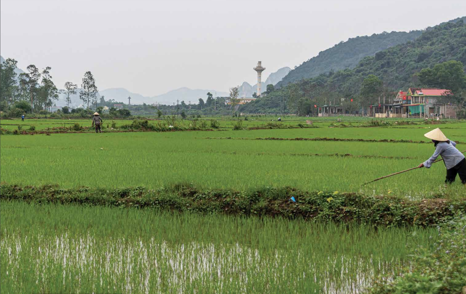 FAO công bố tài liệu kỹ thuật thúc đẩy quản lý nước hiệu quả trong canh ...